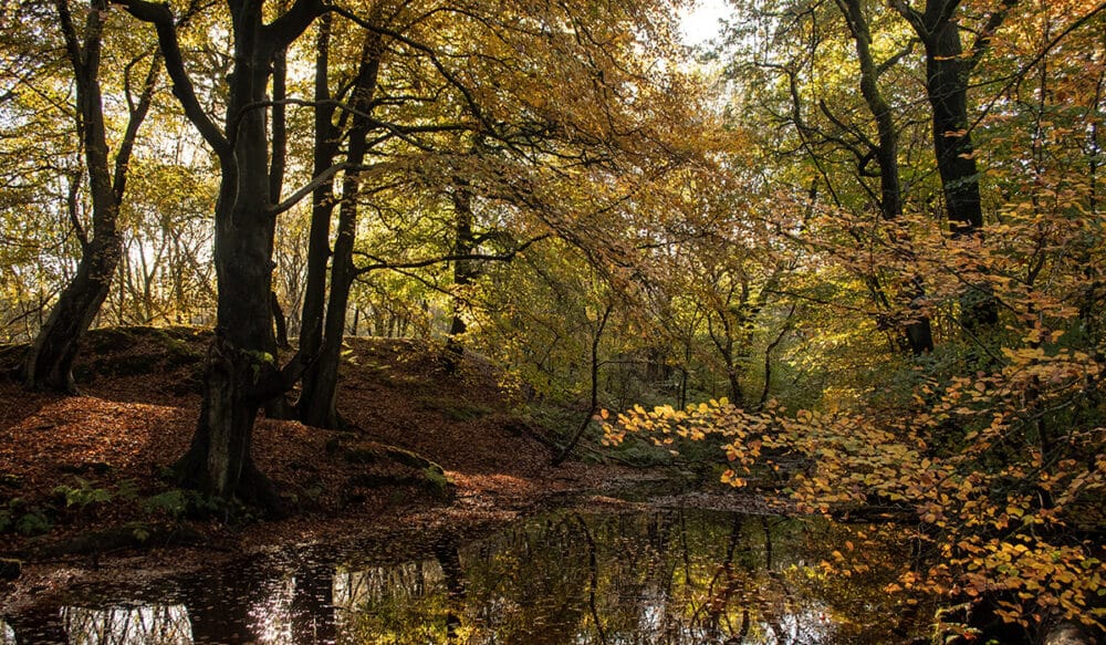 Scandinavian Design Principles in Furniture | Olson and Baker